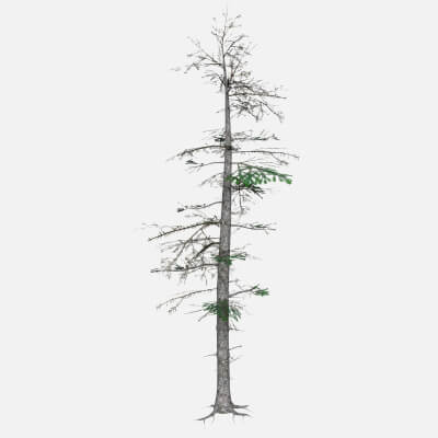 Low Poly Pine Tree 08 - 3D Model by TreeWorld3d