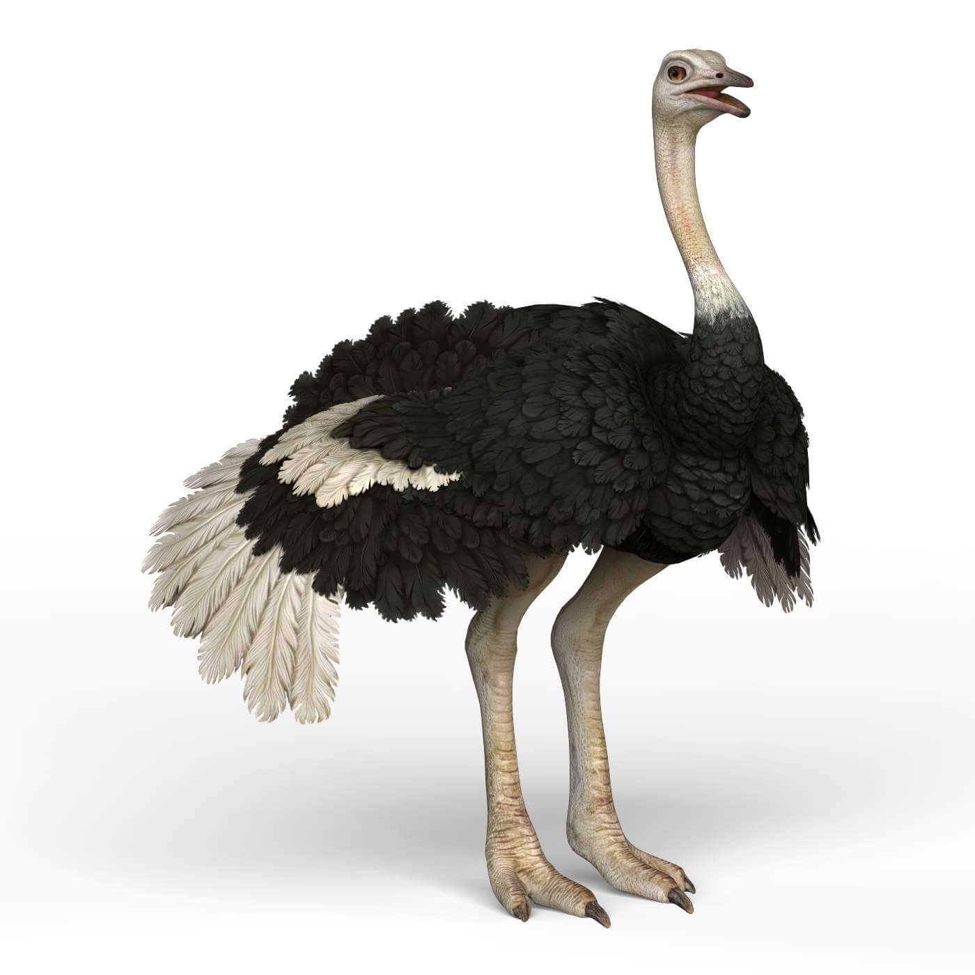 Ostrich - 3D Model by TreeWorld3d