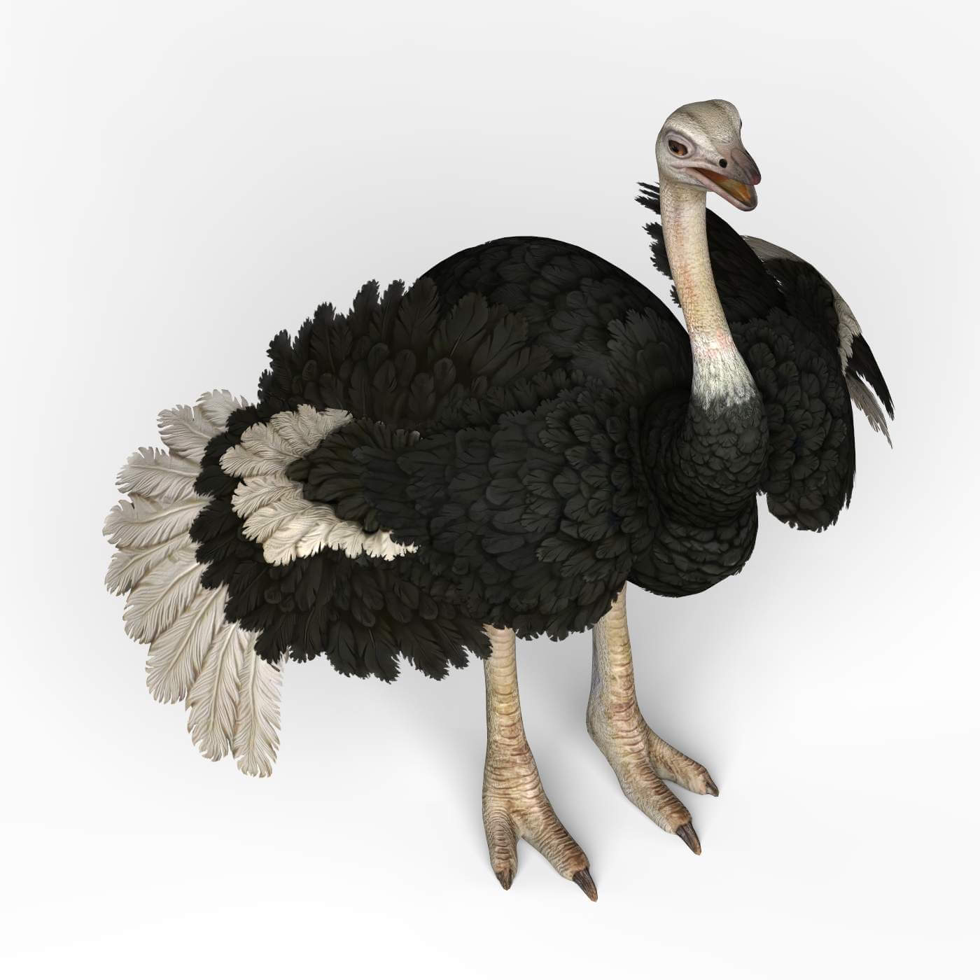 Ostrich - 3D Model by TreeWorld3d
