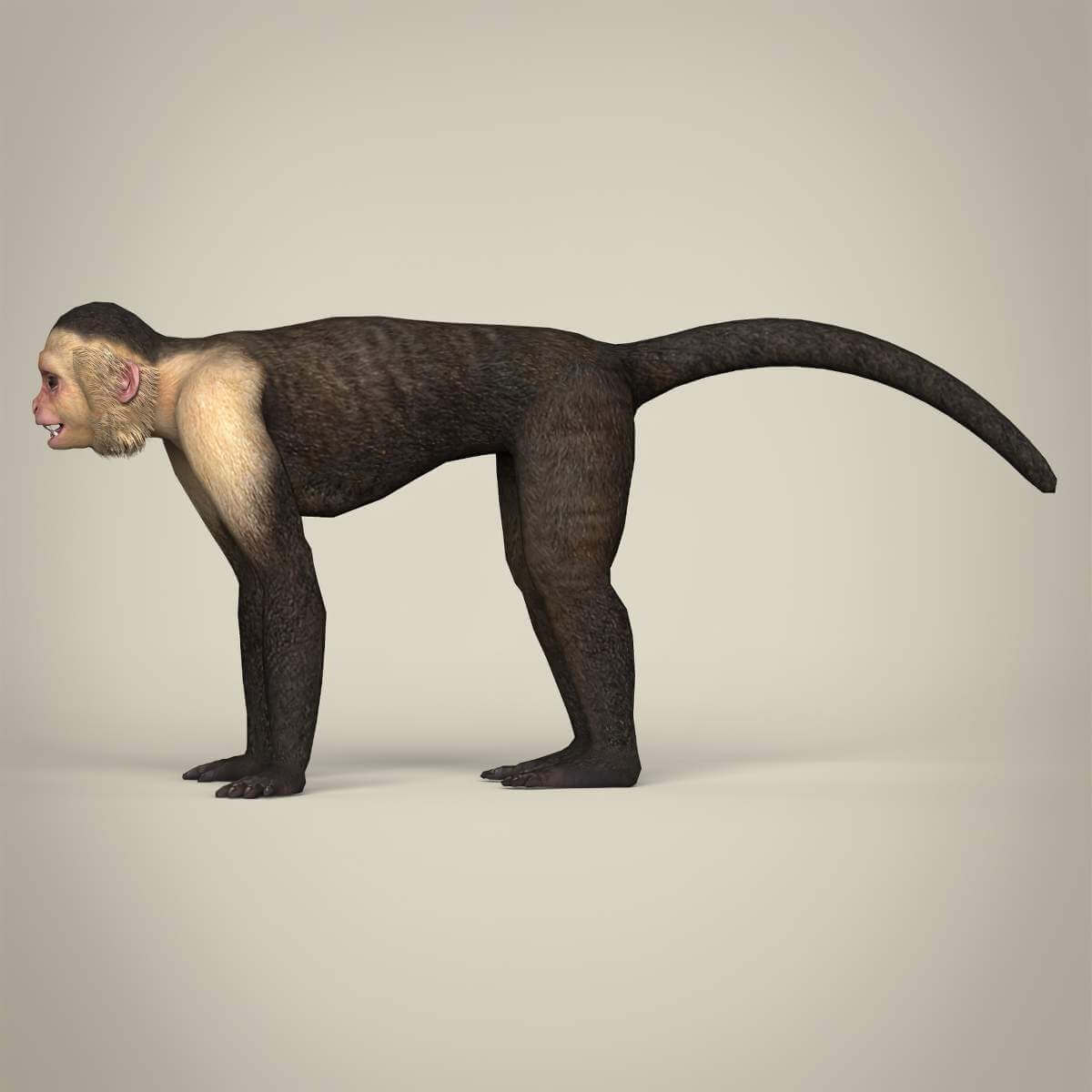 Capuchin Monkey - 3D Model by TreeWorld3d