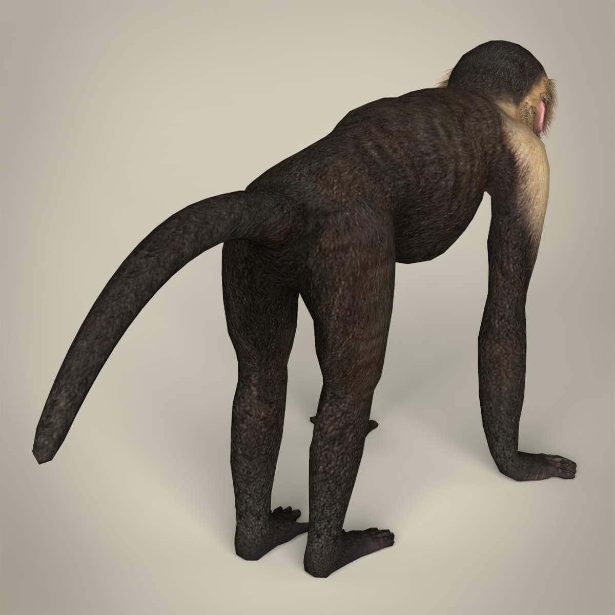 Capuchin Monkey - 3D Model by TreeWorld3d