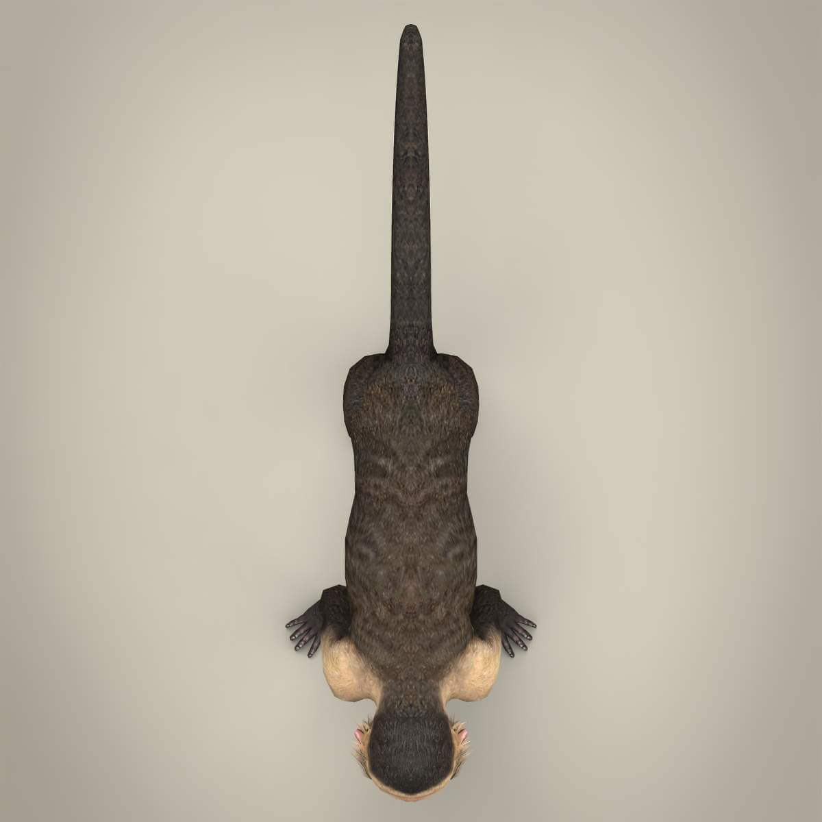 Capuchin Monkey - 3D Model by TreeWorld3d