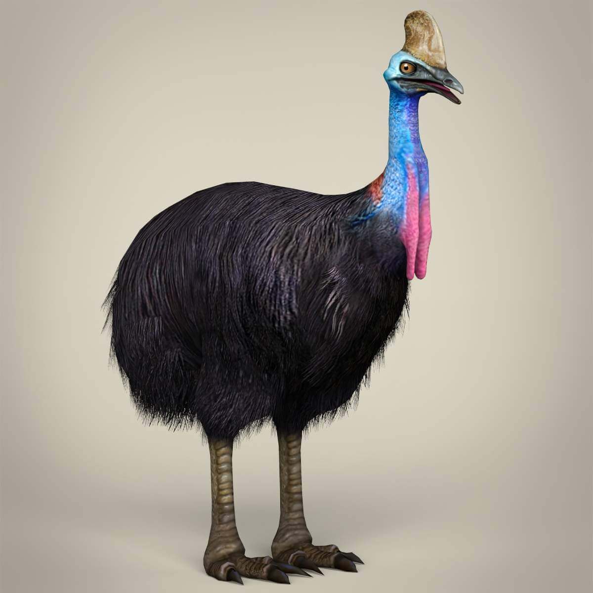 Cassowary - 3D Model by TreeWorld3d