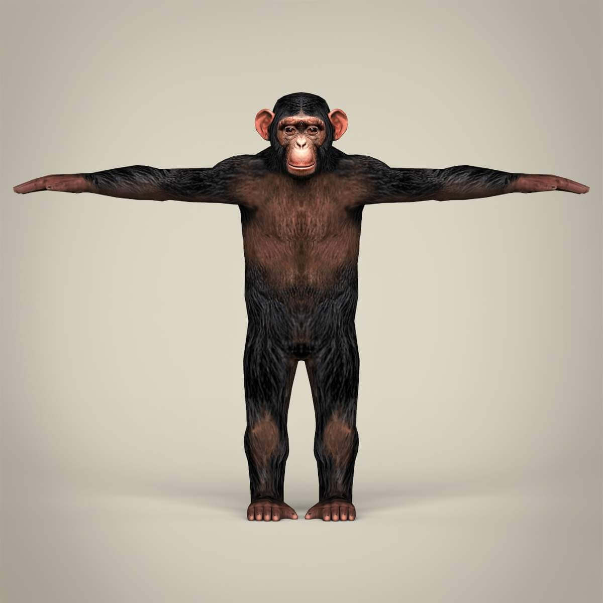 Chimpanzee - 3D Model by TreeWorld3d