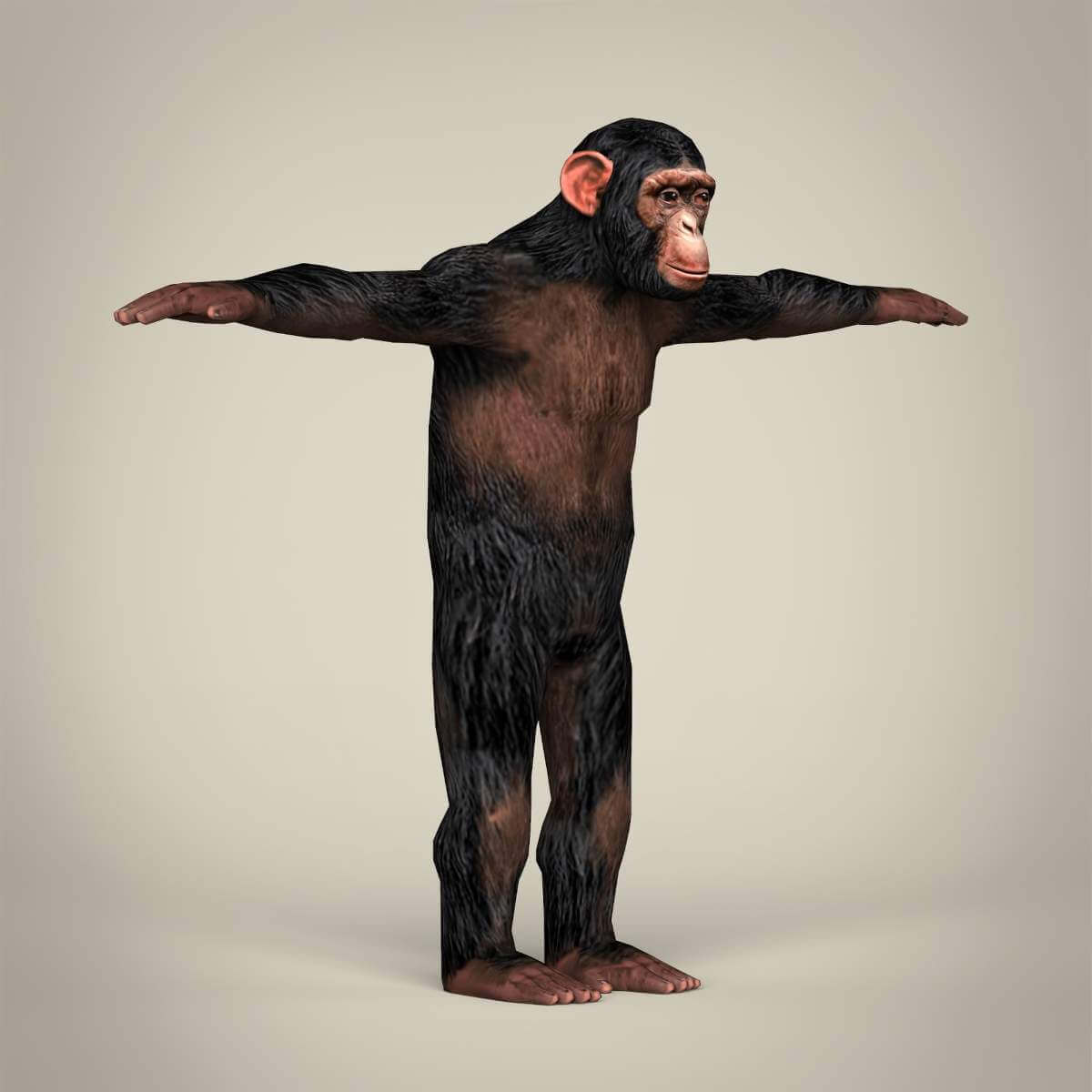 Chimpanzee - 3D Model by TreeWorld3d