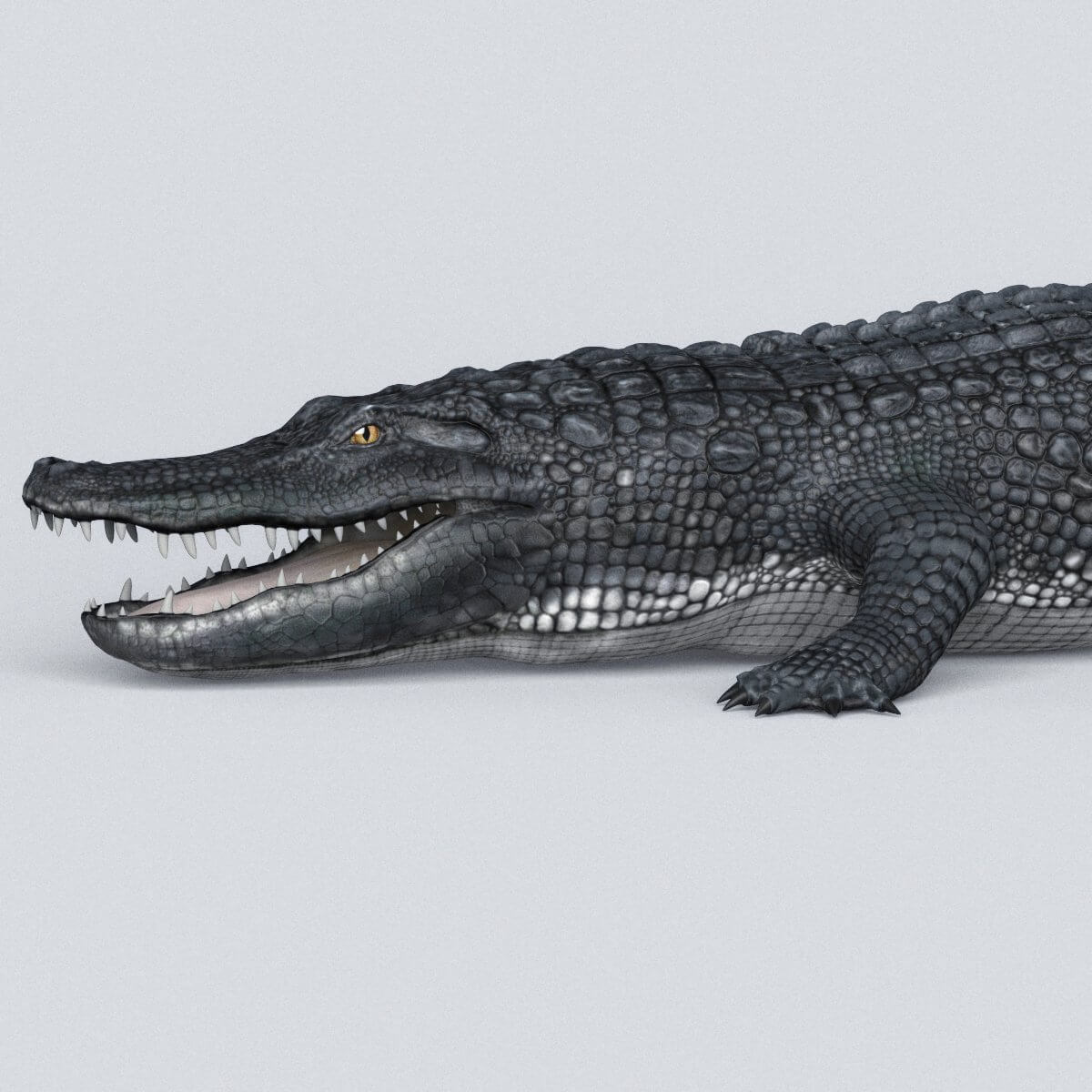 Crocodile - 3D Model by TreeWorld3d