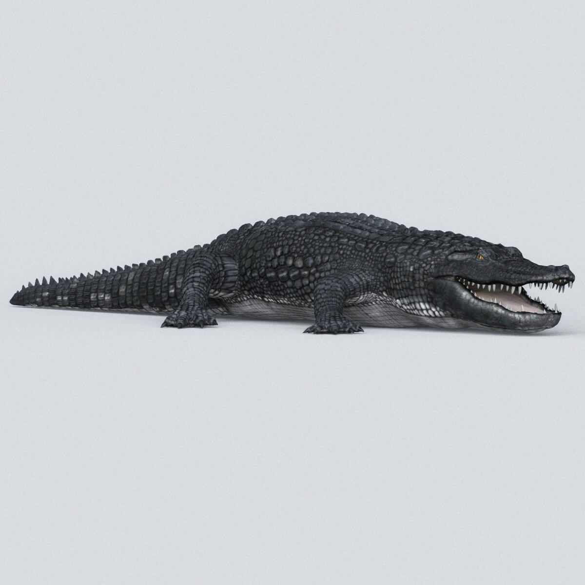 Crocodile - 3D Model by TreeWorld3d