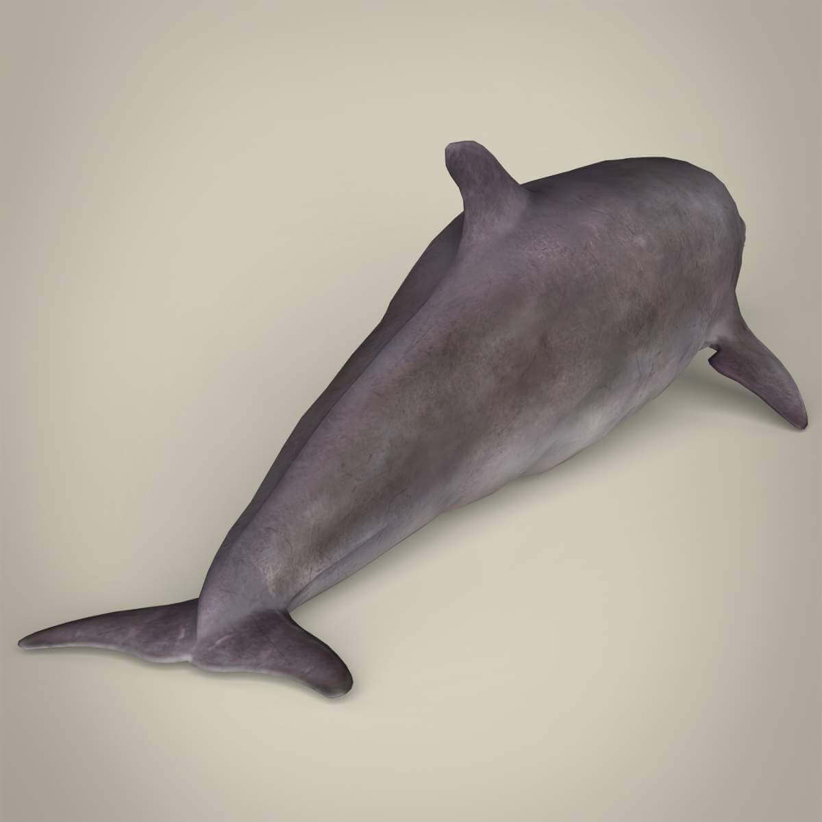 Dolphin - 3D Model by TreeWorld3d