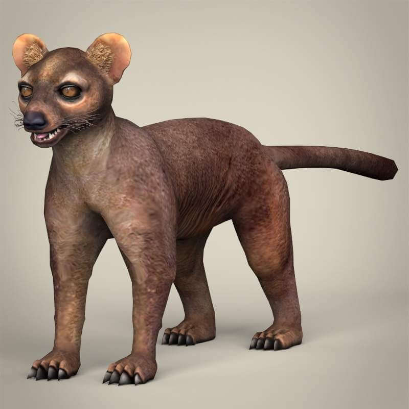Fossa - 3D Model by TreeWorld3d
