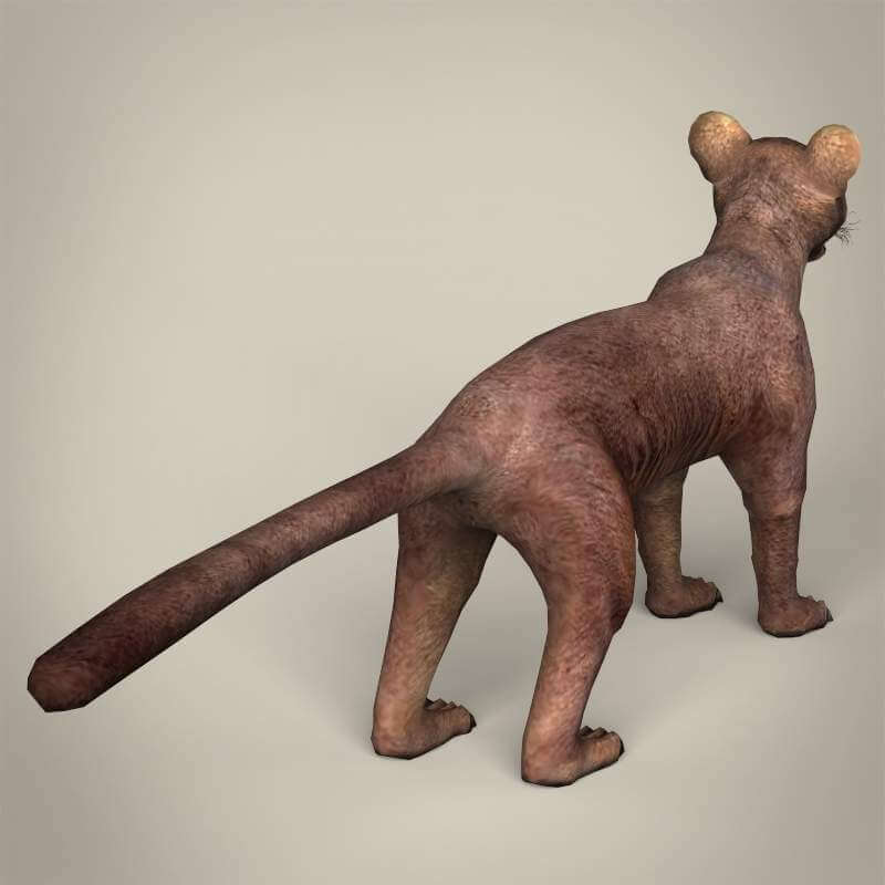 Fossa - 3D Model by TreeWorld3d