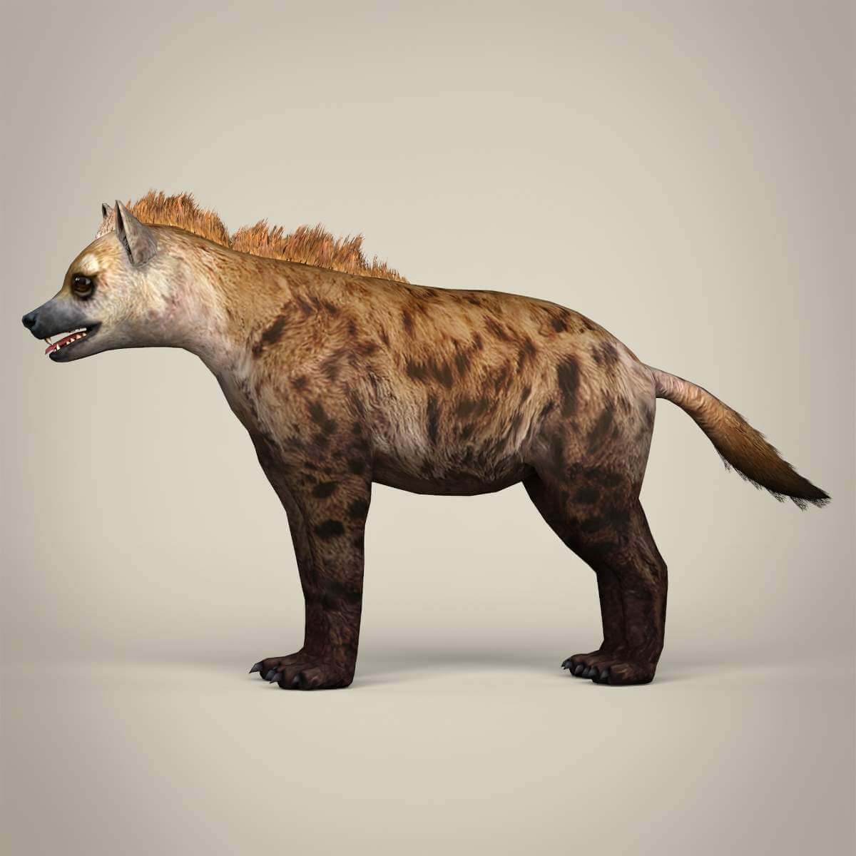 Hyena - 3D Model by TreeWorld3d
