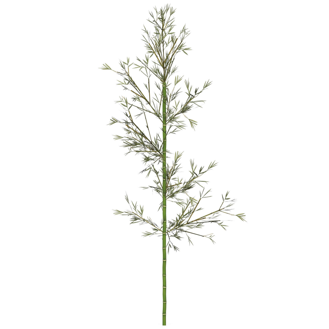 Realistic Low Poly Bamboo 01 - 3D Model by TreeWorld3d