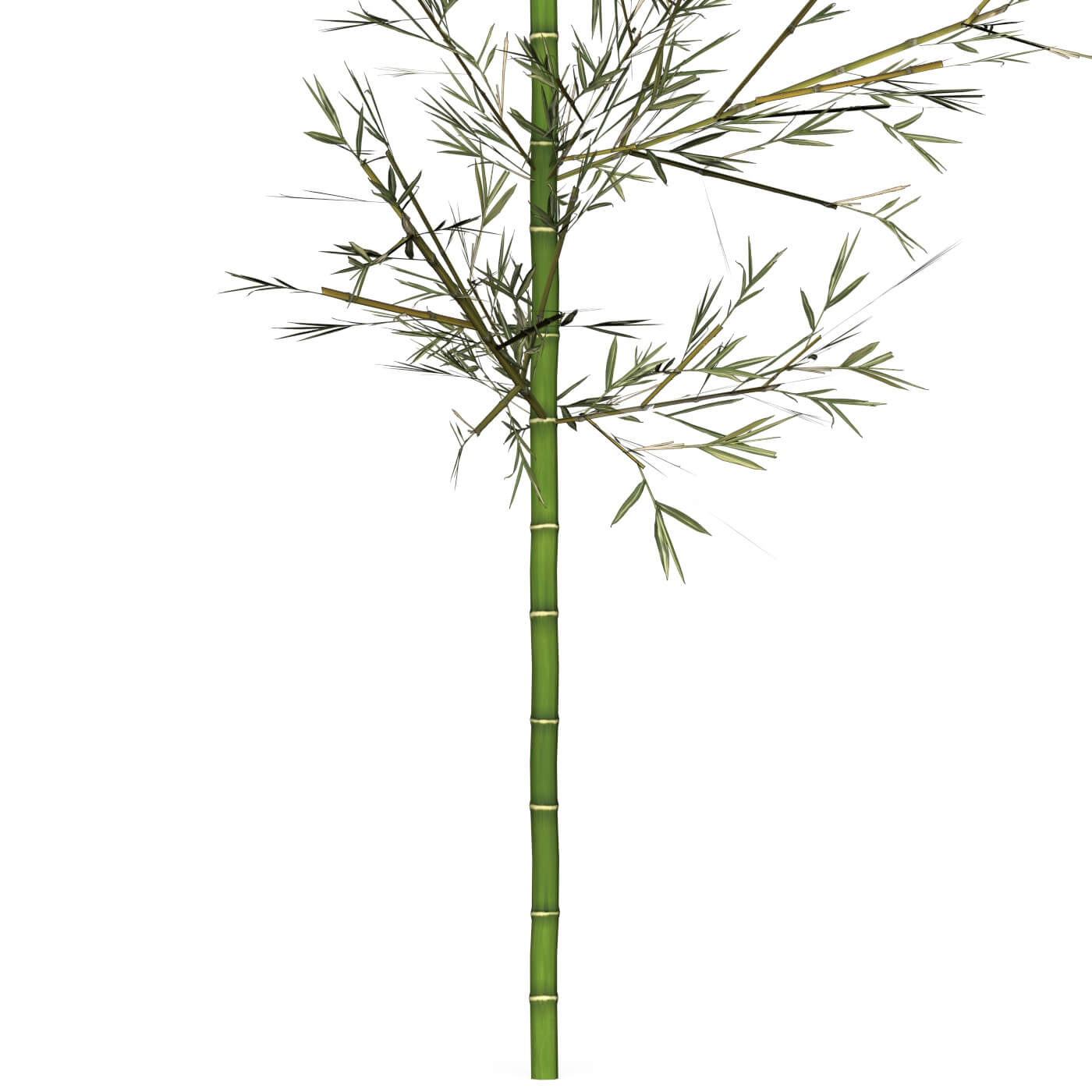 Realistic Low Poly Bamboo 01 - 3D Model by TreeWorld3d