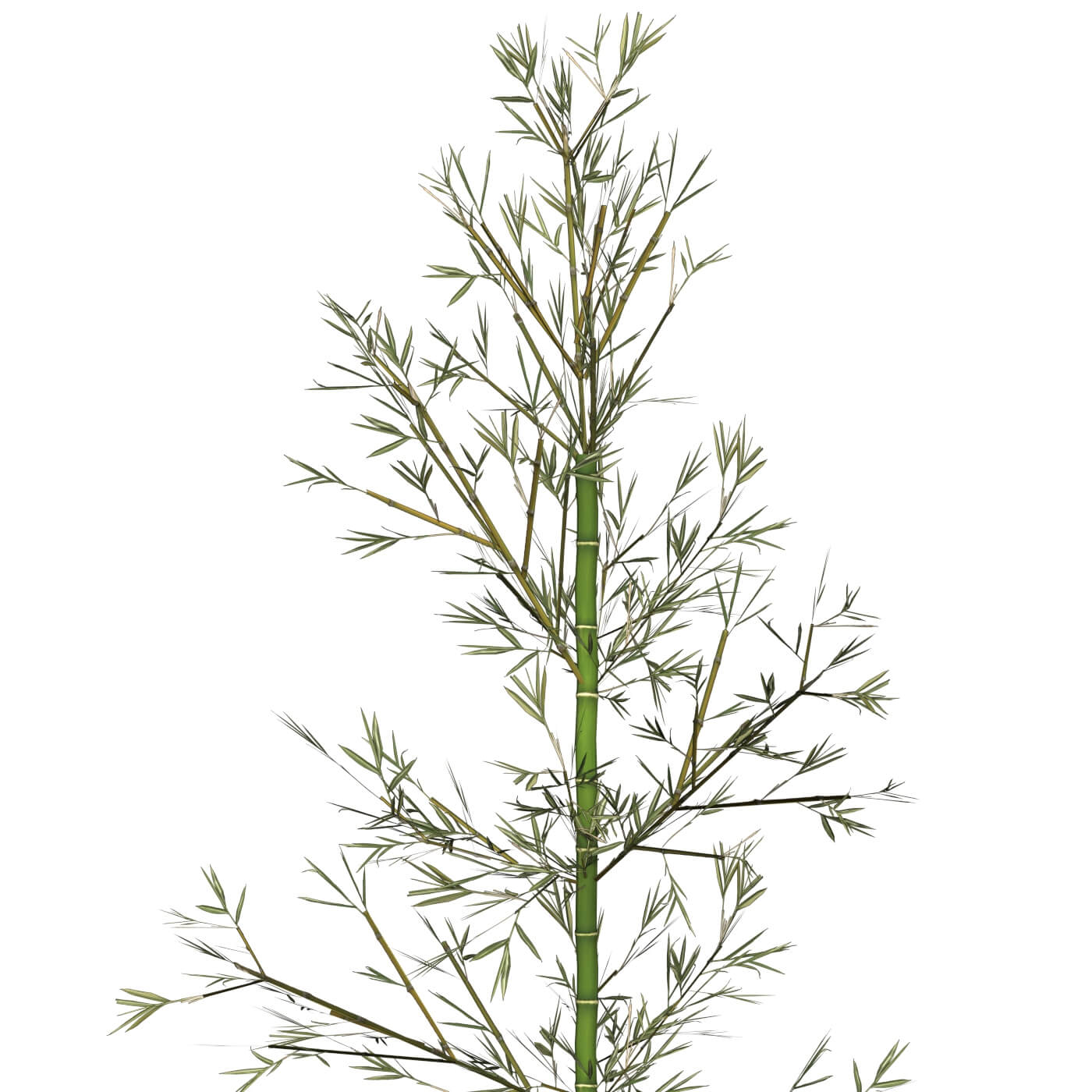 Realistic Low Poly Bamboo 01 - 3D Model by TreeWorld3d