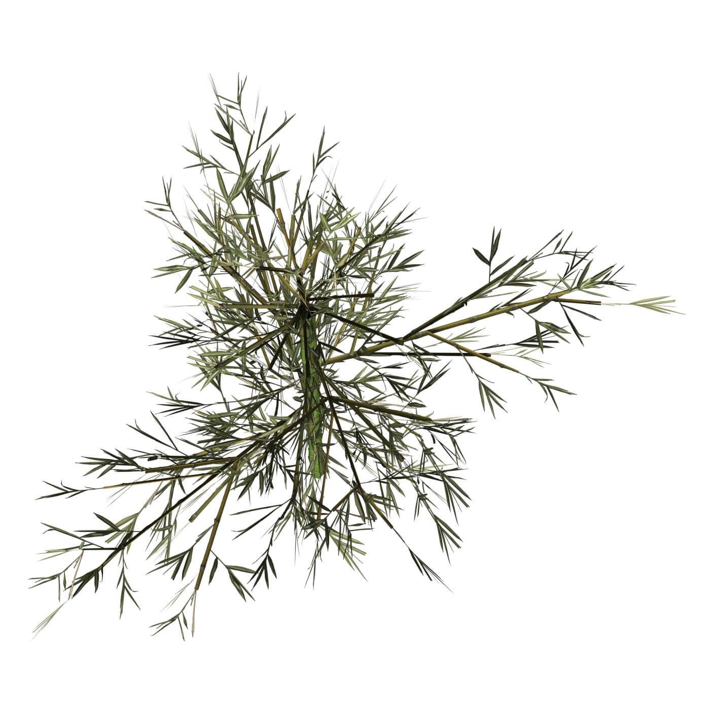 Realistic Low Poly Bamboo 01 - 3D Model by TreeWorld3d