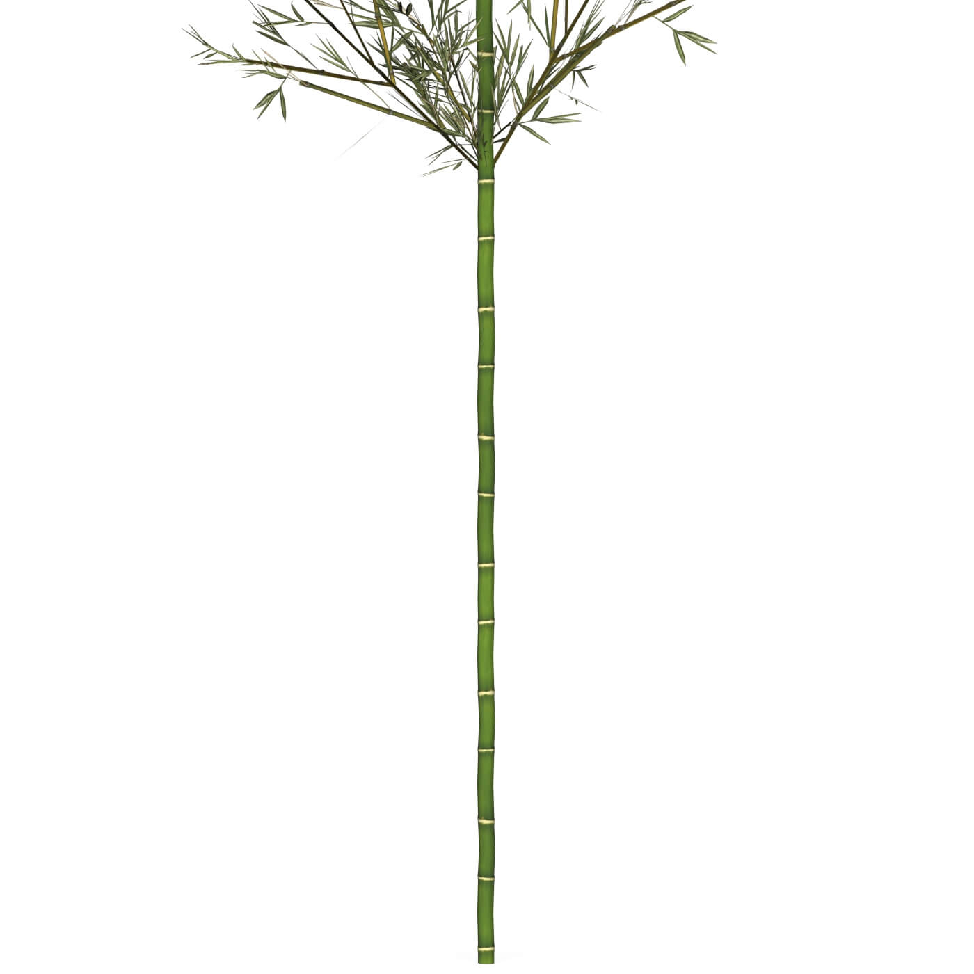 Realistic Low Poly Bamboo 02 - 3D Model by TreeWorld3d