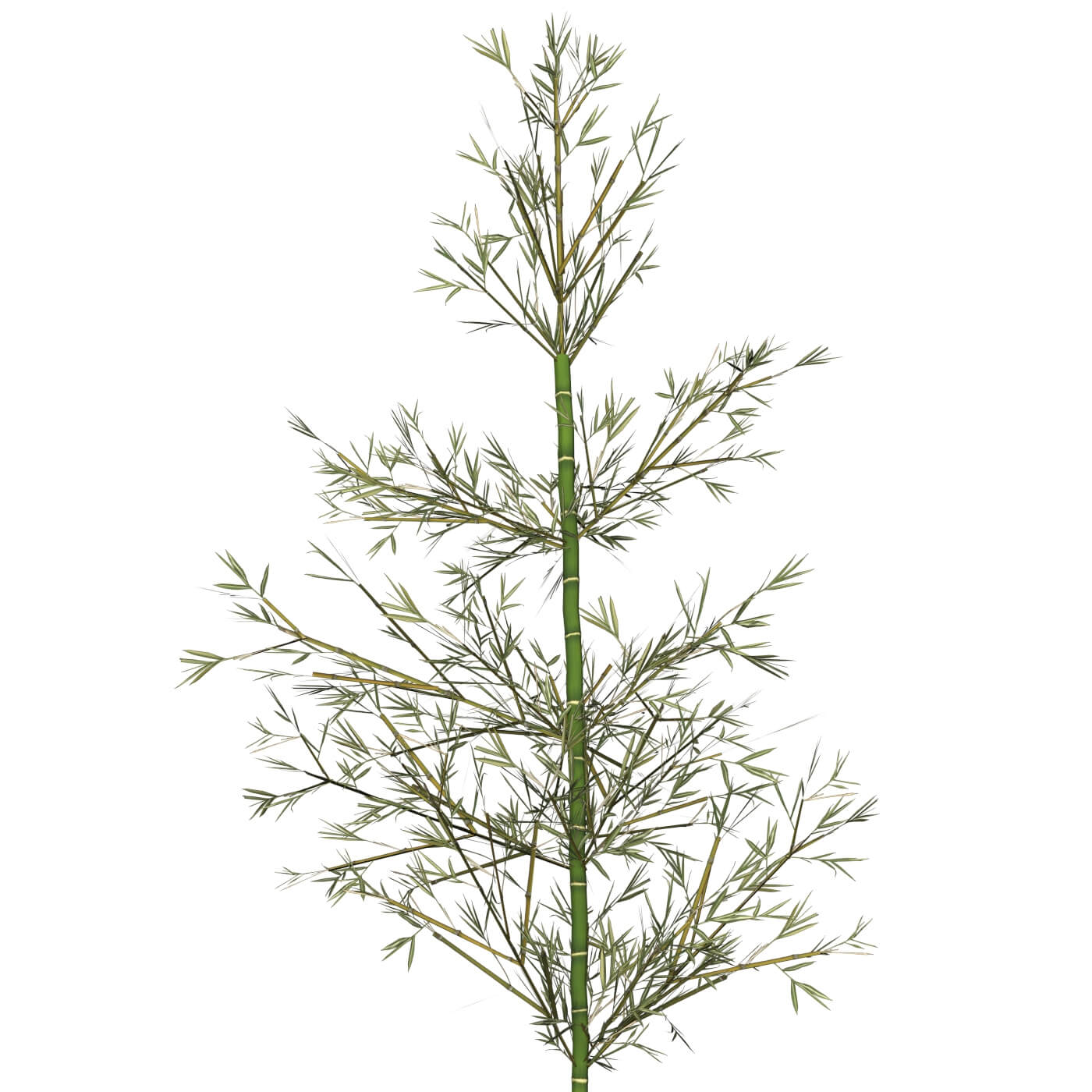 Realistic Low Poly Bamboo 02 - 3D Model by TreeWorld3d