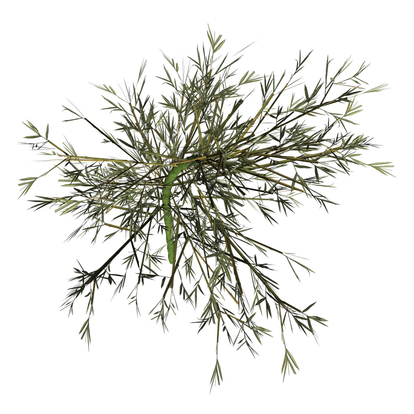 Realistic Low Poly Bamboo 02 - 3D Model by TreeWorld3d