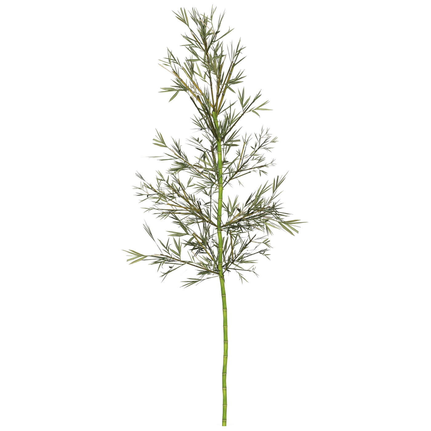 Realistic Low Poly Bamboo 03 - 3D Model by TreeWorld3d