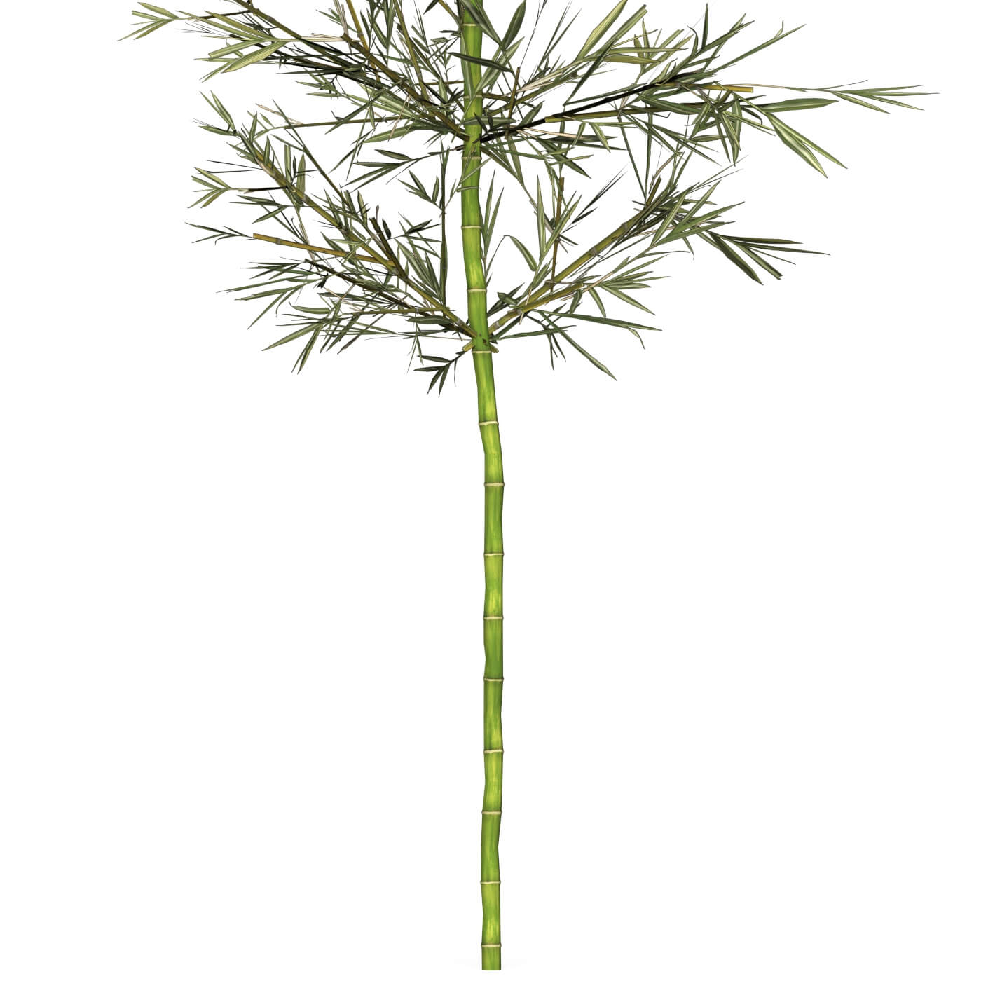 Realistic Low Poly Bamboo 03 - 3D Model by TreeWorld3d