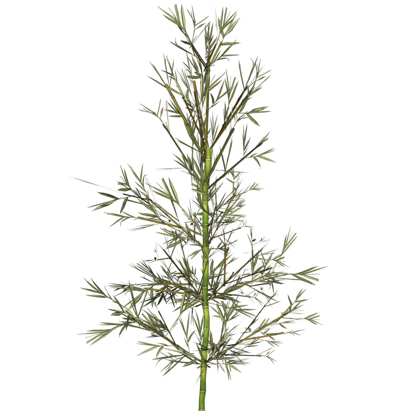 Realistic Low Poly Bamboo 03 - 3D Model by TreeWorld3d