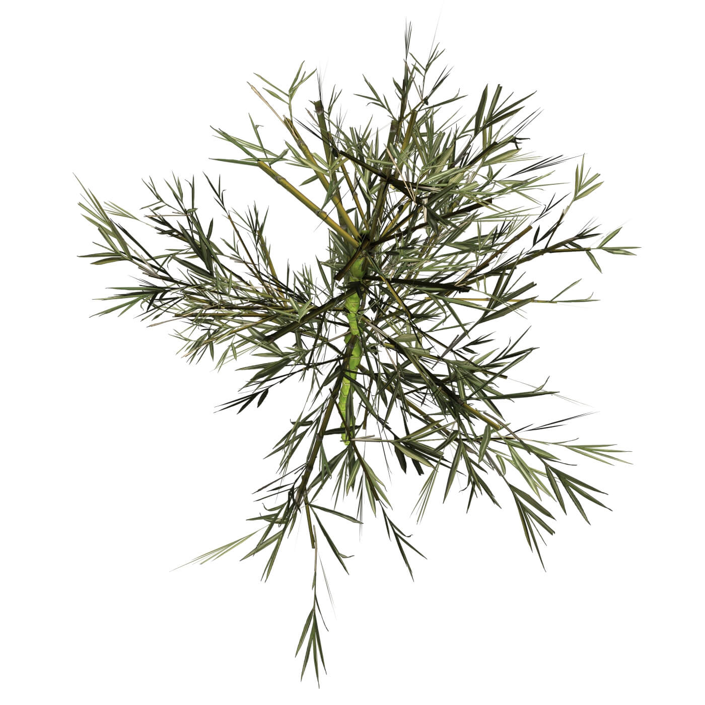 Realistic Low Poly Bamboo 03 - 3D Model by TreeWorld3d