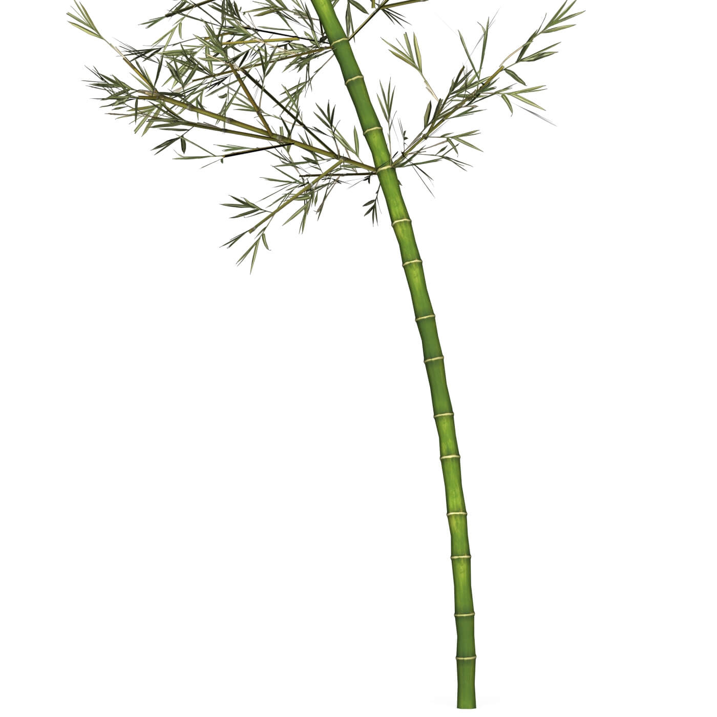 Realistic Low Poly Bamboo 04 - 3D Model by TreeWorld3d