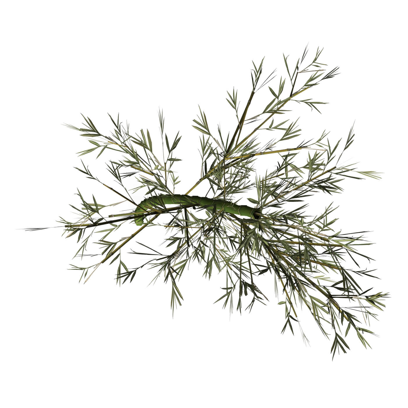 Realistic Low Poly Bamboo 04 - 3D Model by TreeWorld3d