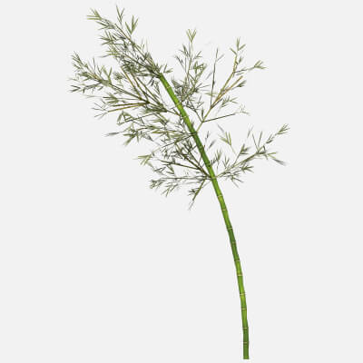 Realistic Low Poly Bamboo 04 - 3D Model by TreeWorld3d