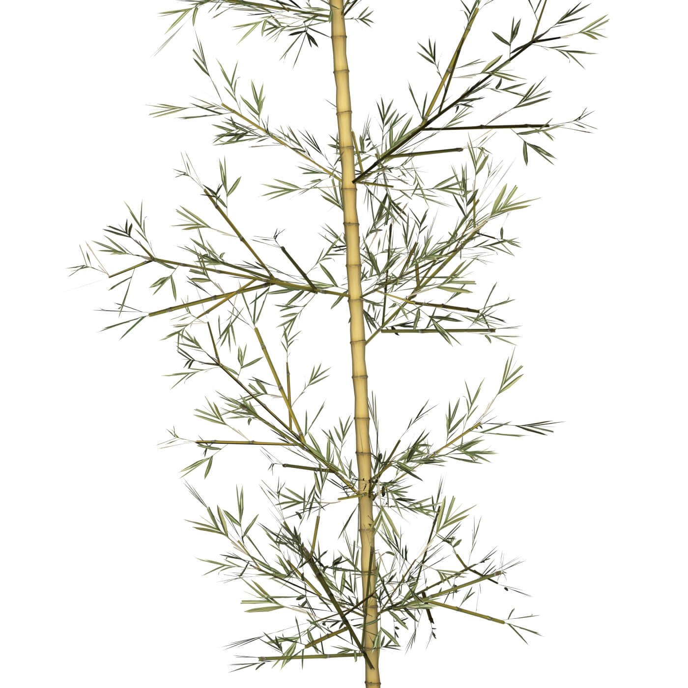 Realistic Low Poly Bamboo 05 - 3D Model by TreeWorld3d