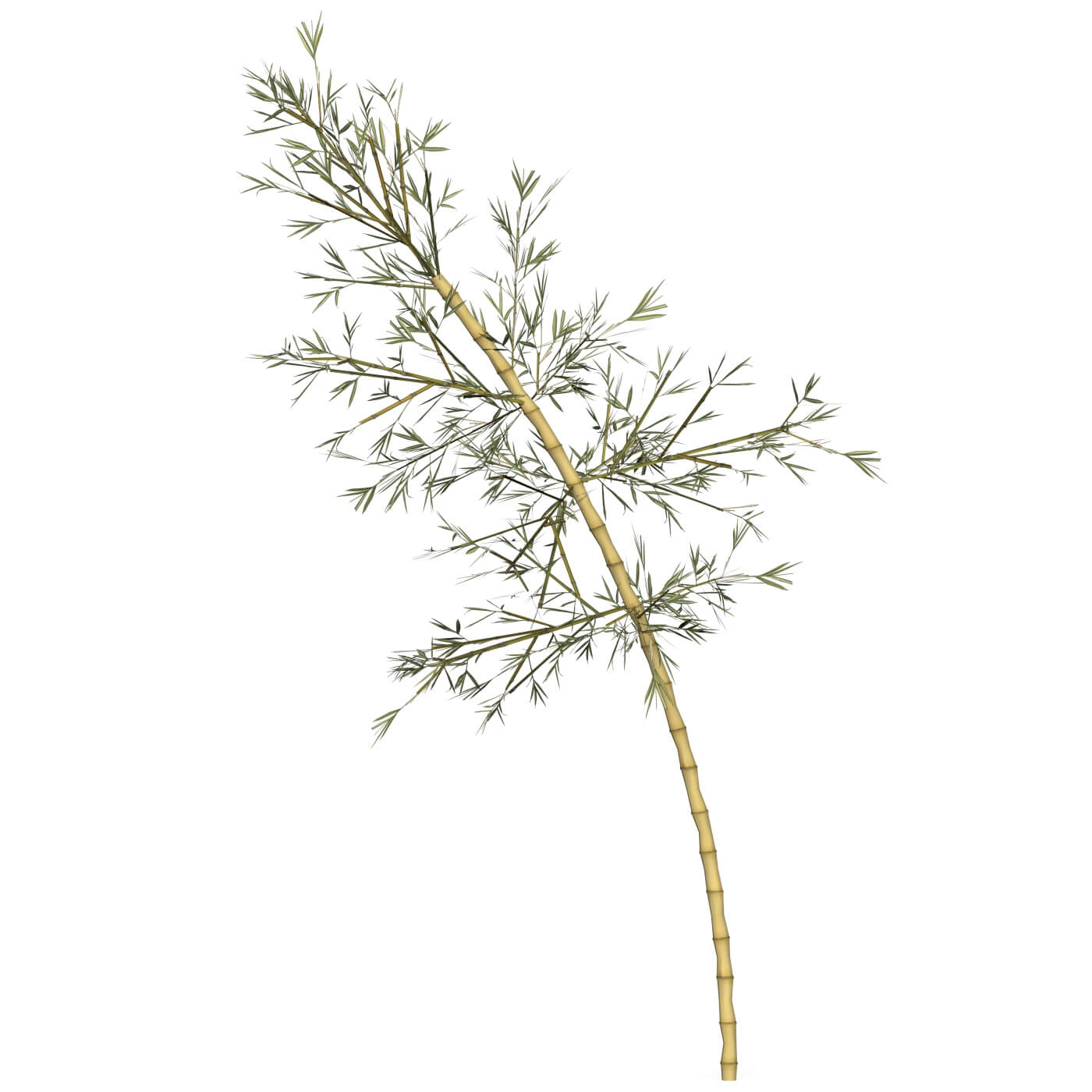 Realistic Low Poly Bamboo 06 - 3D Model by TreeWorld3d