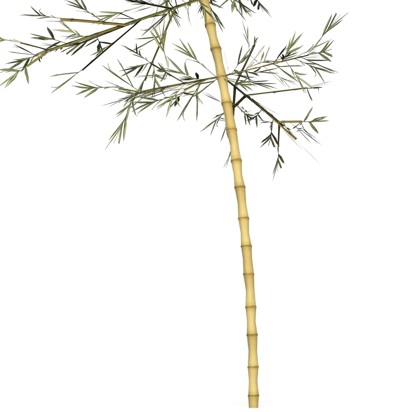 Realistic Low Poly Bamboo 06 - 3D Model by TreeWorld3d