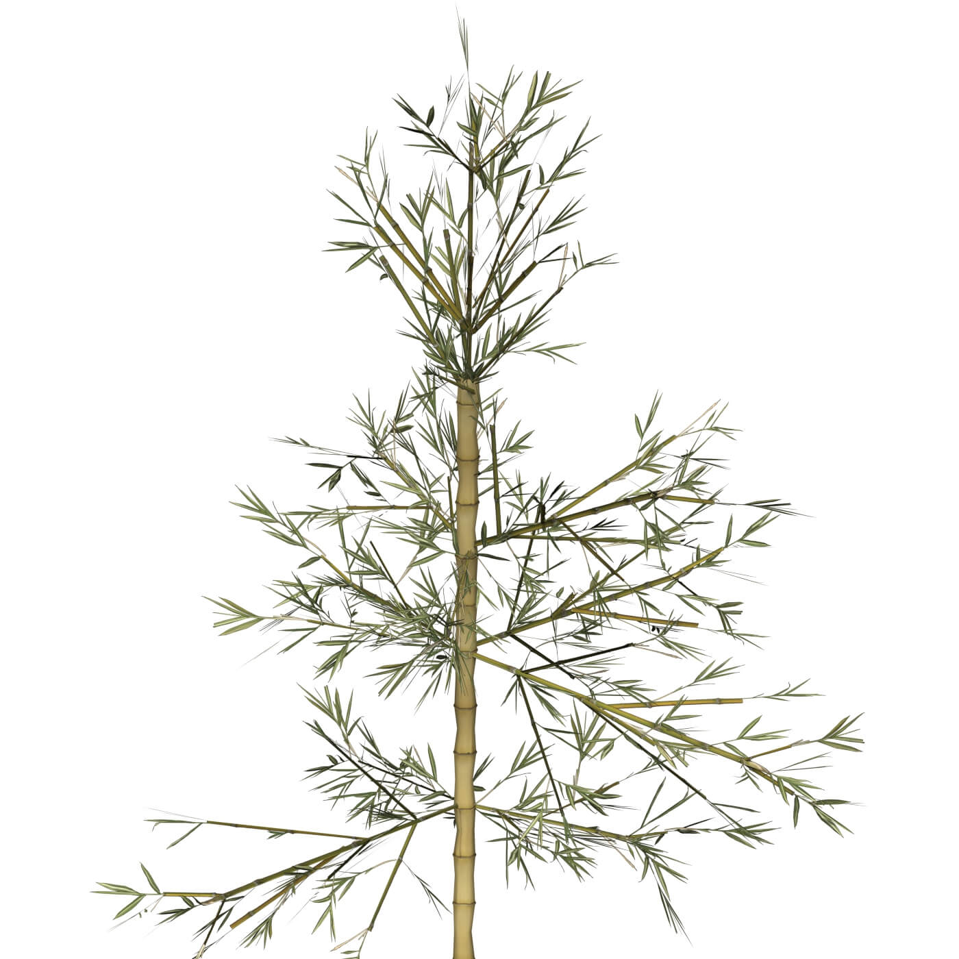 Realistic Low Poly Bamboo 06 - 3D Model by TreeWorld3d