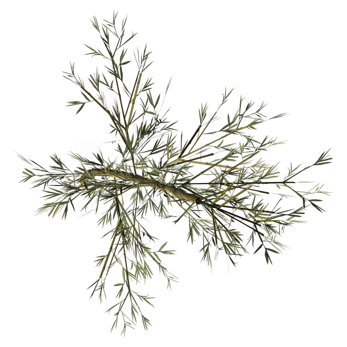 Realistic Low Poly Bamboo 06 - 3D Model by TreeWorld3d