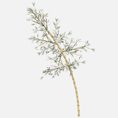 Realistic Low Poly Bamboo 06 - 3D Model by TreeWorld3d