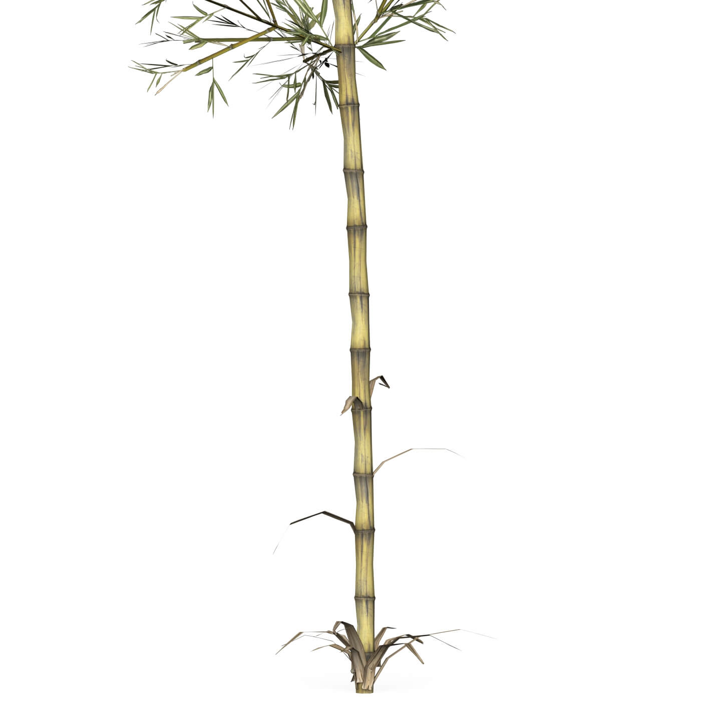 Realistic Low Poly Bamboo 07 - 3D Model by TreeWorld3d
