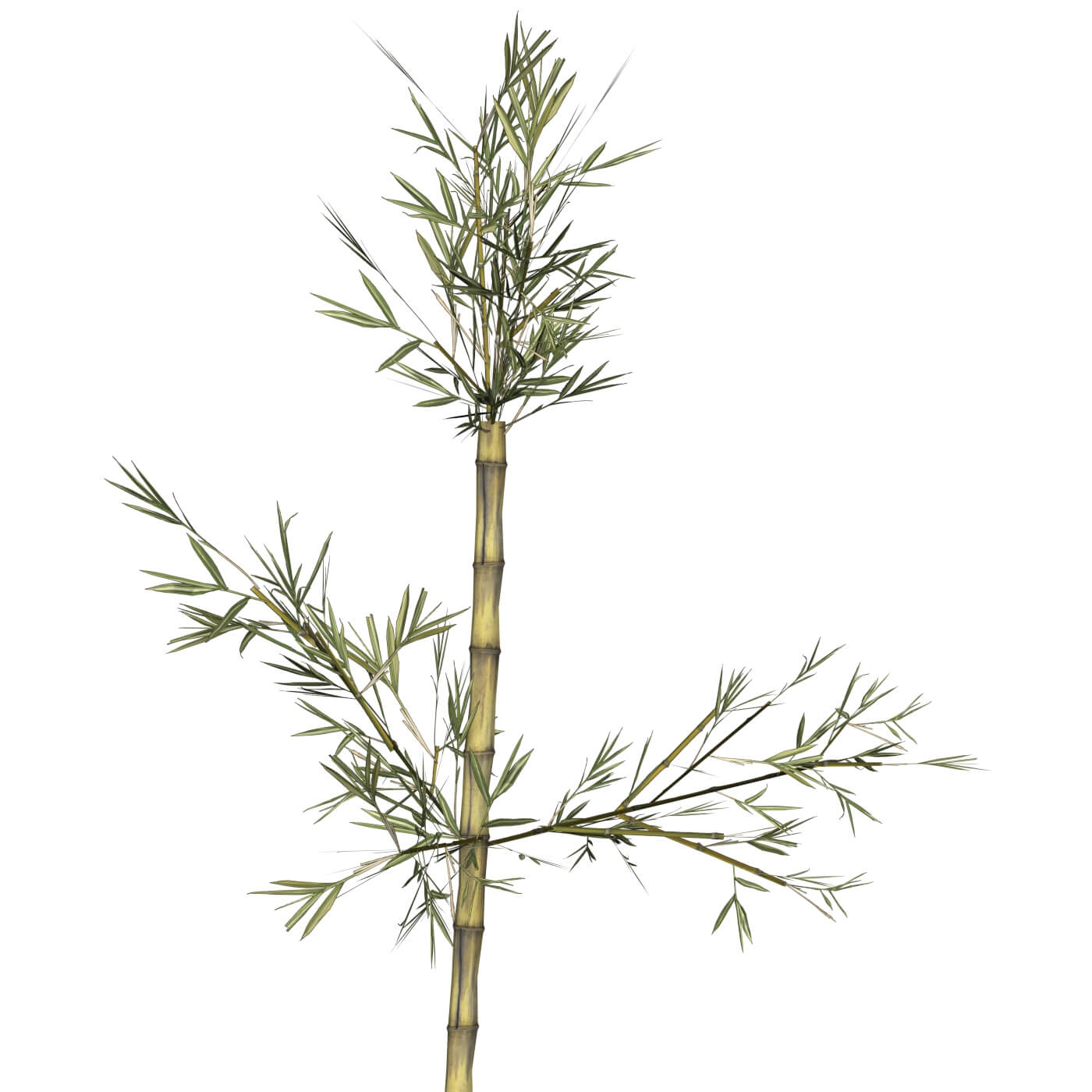 Realistic Low Poly Bamboo 07 - 3D Model by TreeWorld3d