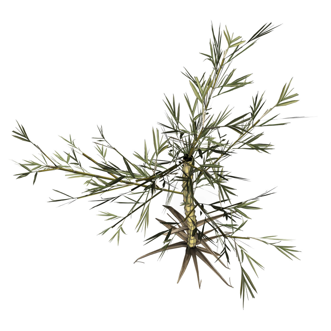 Realistic Low Poly Bamboo 07 - 3D Model by TreeWorld3d