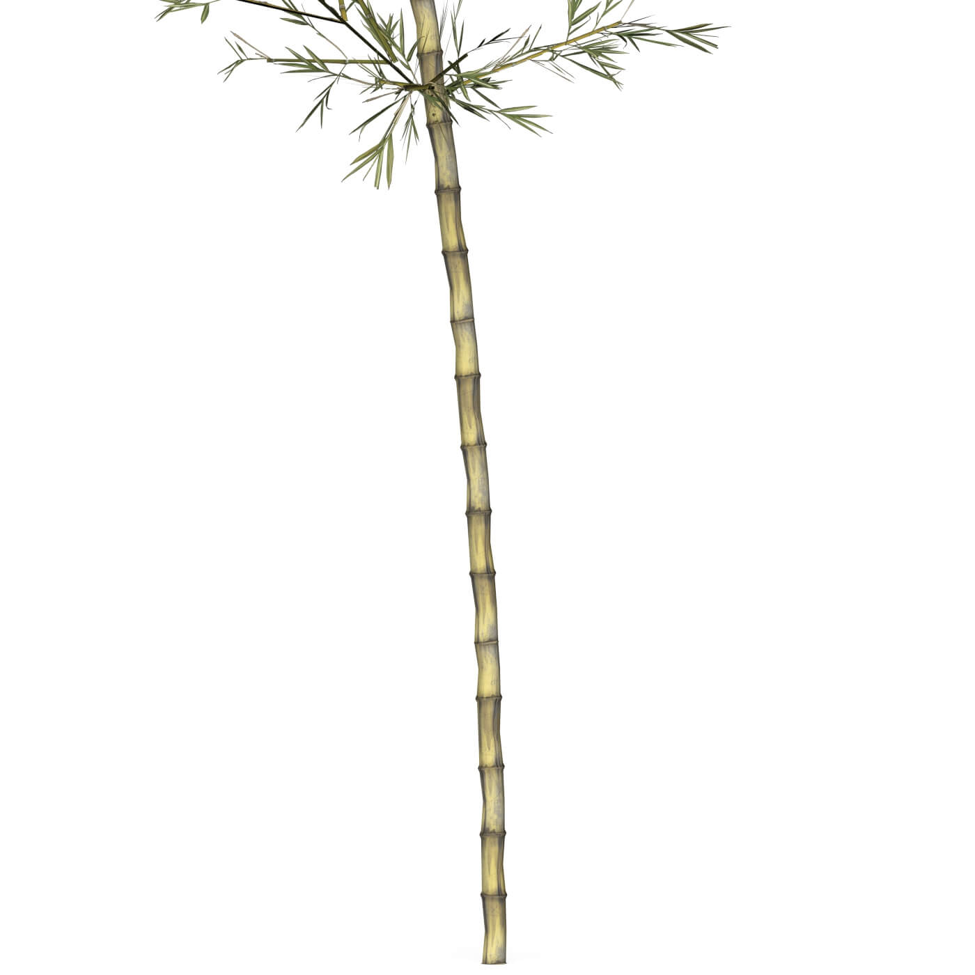 Realistic Low Poly Bamboo 08 - 3D Model by TreeWorld3d