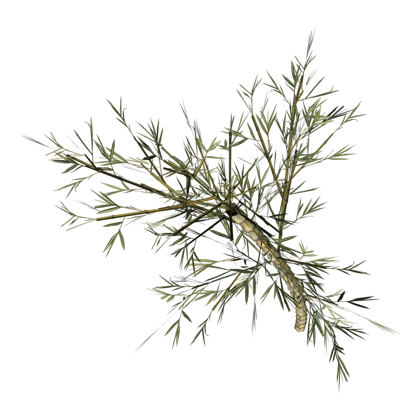 Realistic Low Poly Bamboo 08 - 3D Model by TreeWorld3d