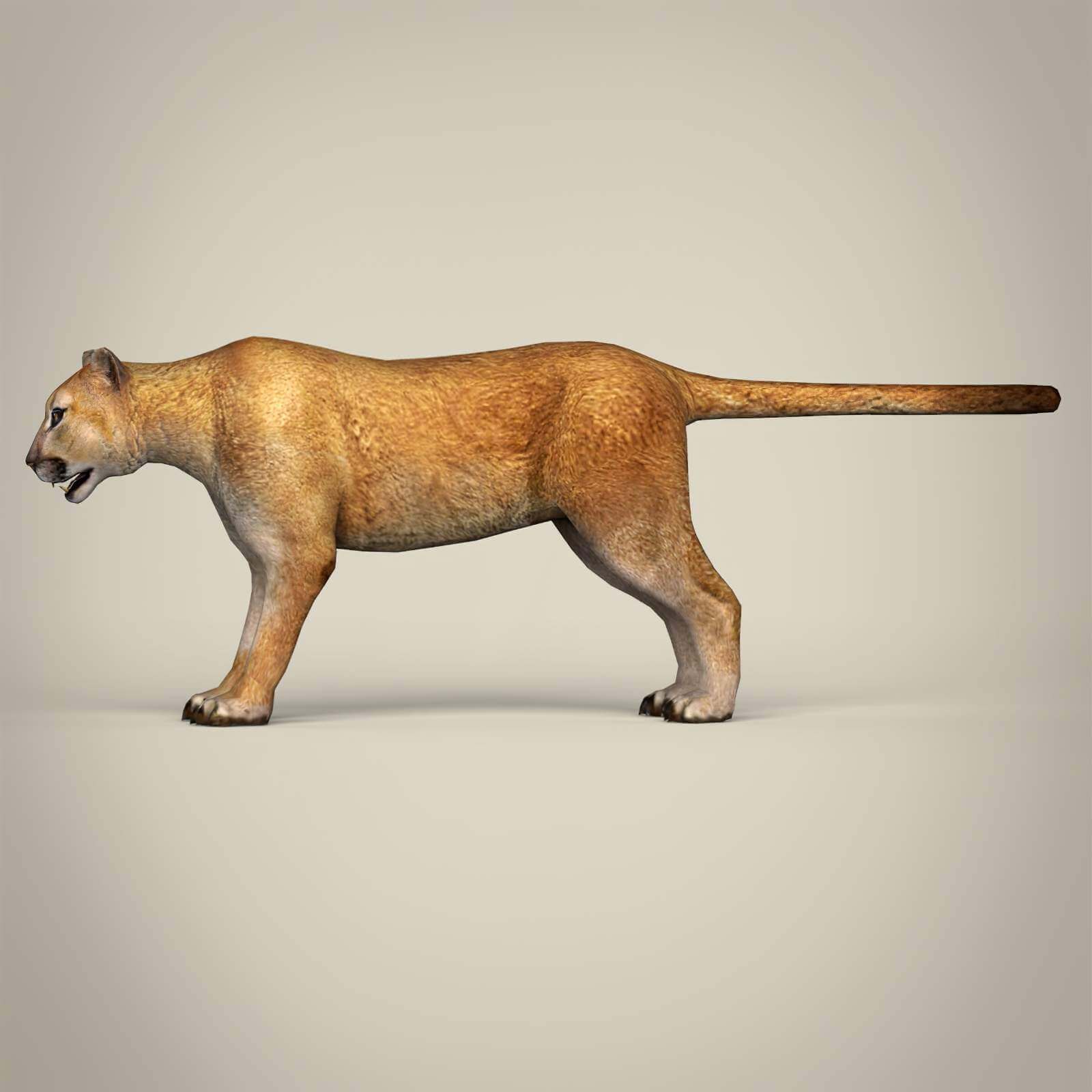 Mountain Lion - 3D Model by TreeWorld3d