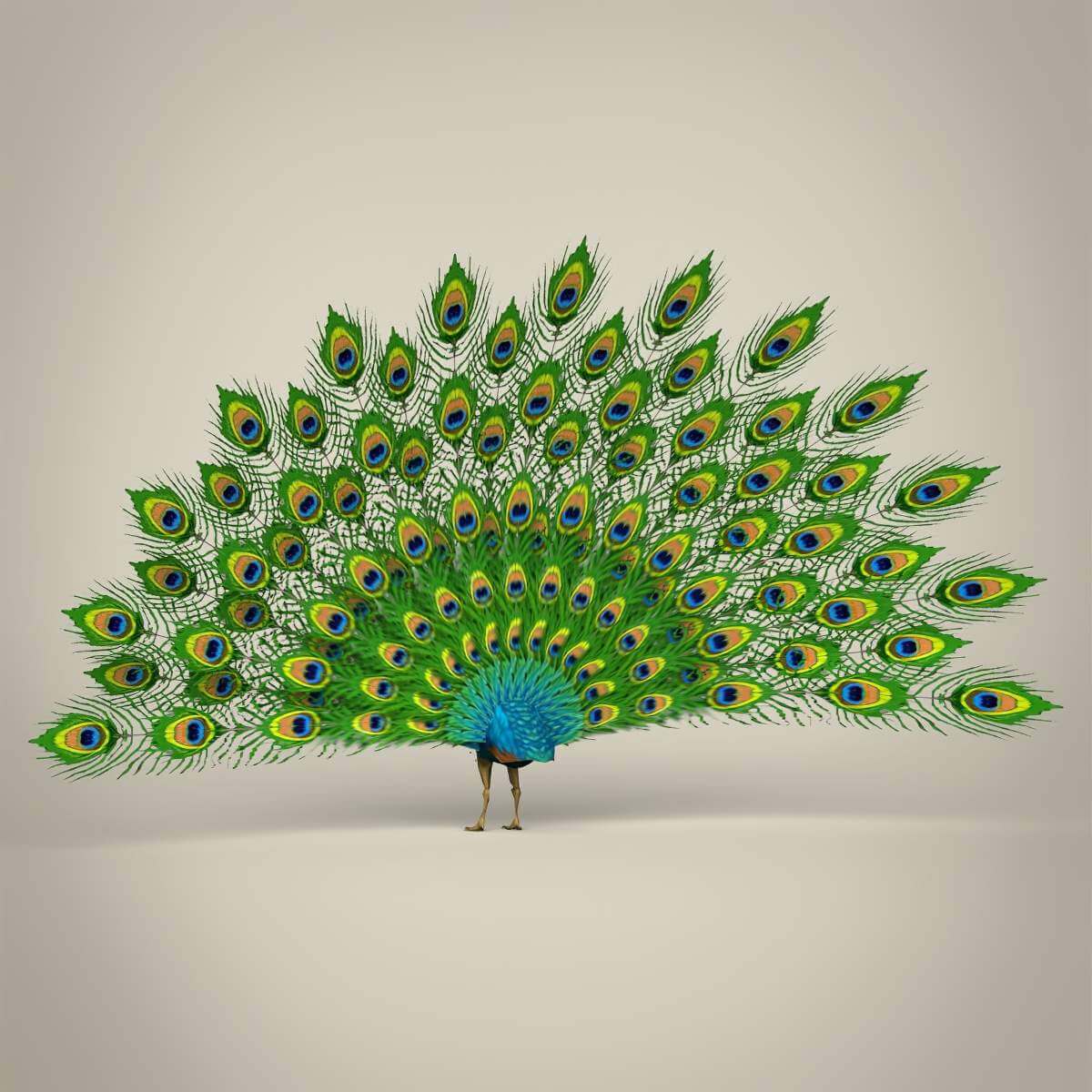 Peacock - 3D Model by TreeWorld3d