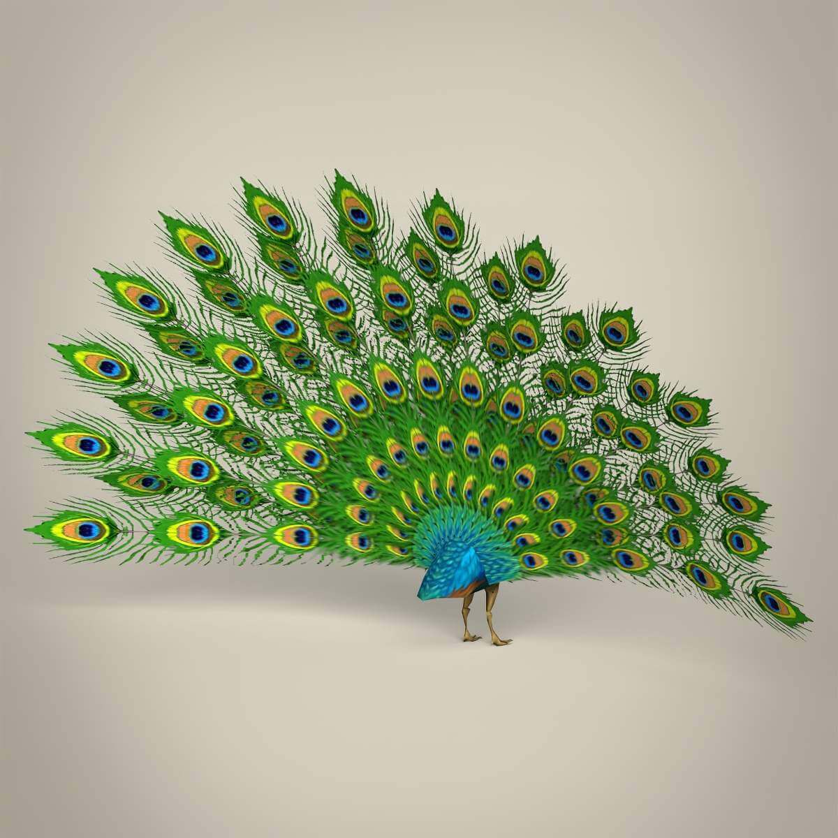 Peacock - 3D Model by TreeWorld3d