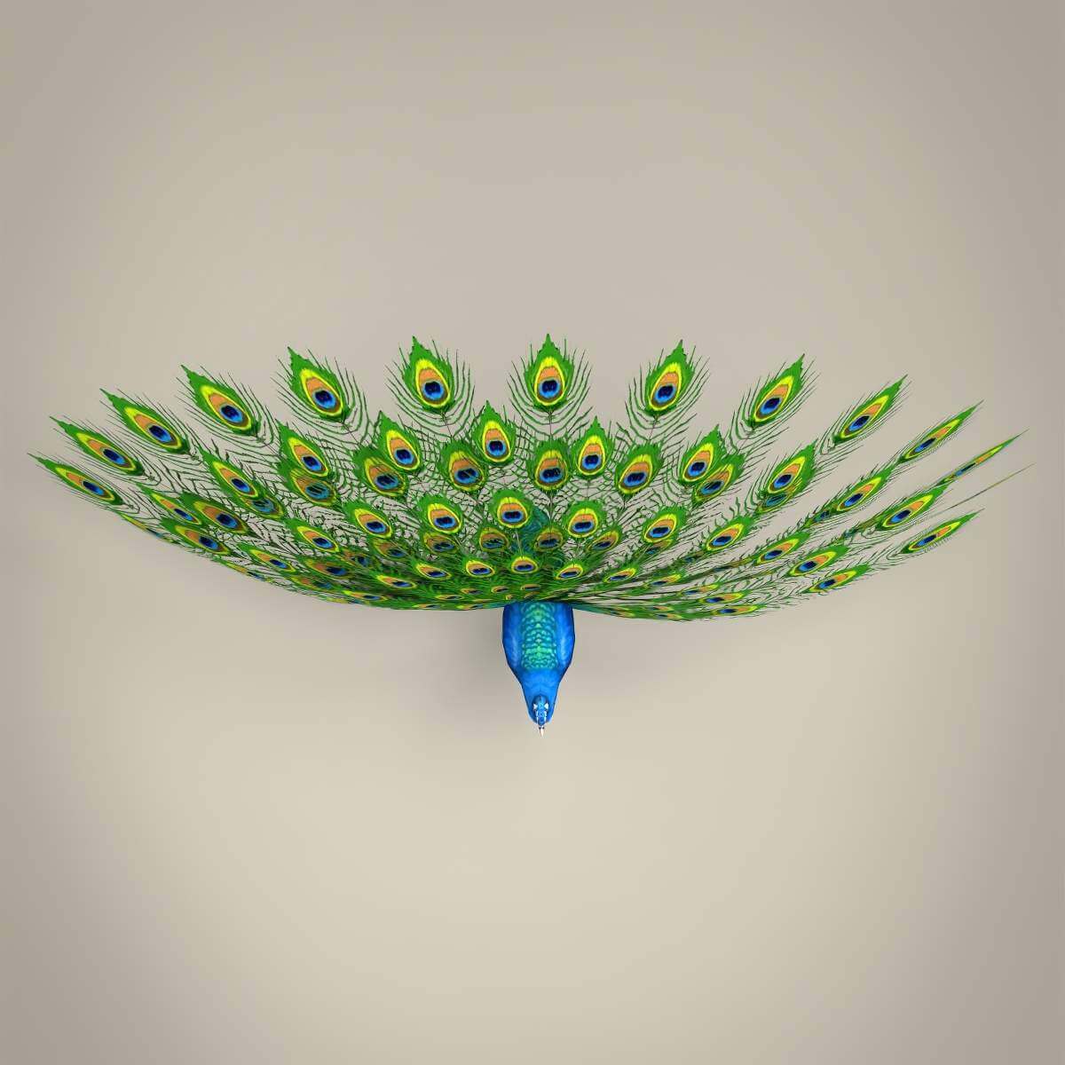 Peacock - 3D Model by TreeWorld3d