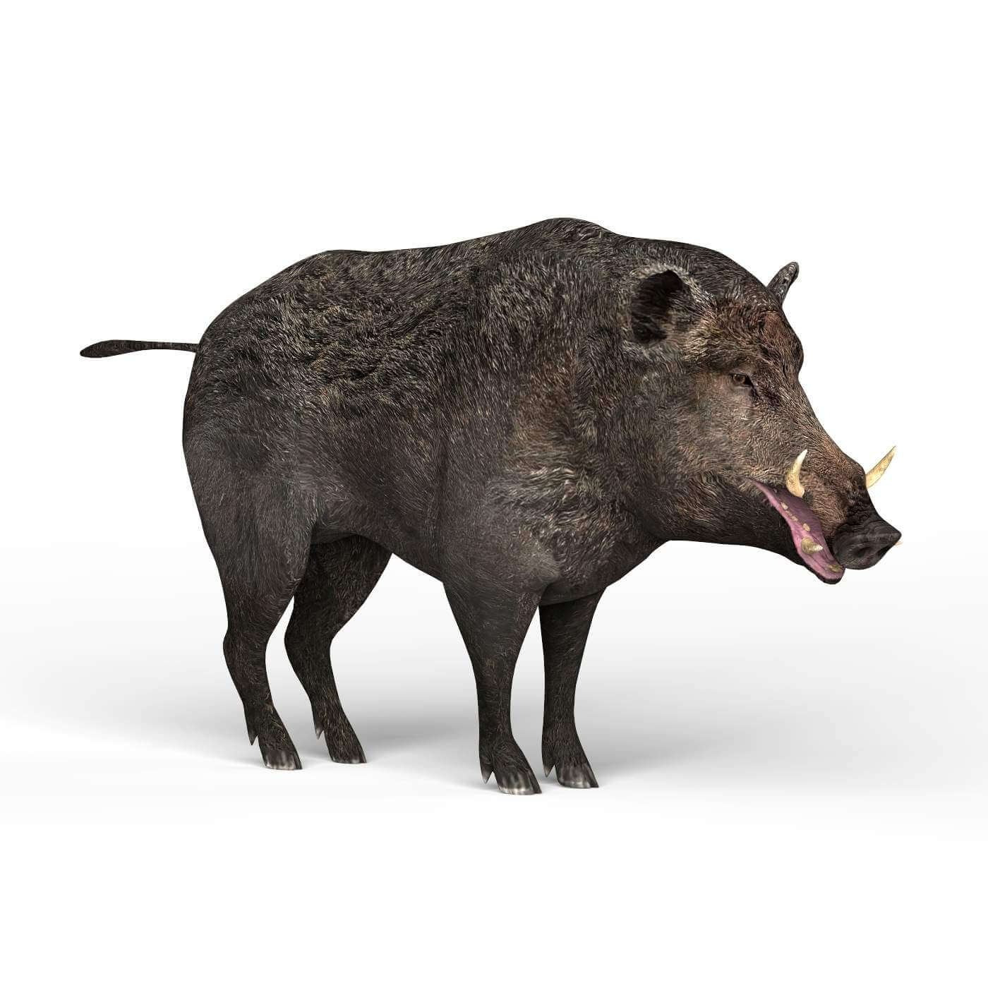 Wild Boar - 3D Model by TreeWorld3d