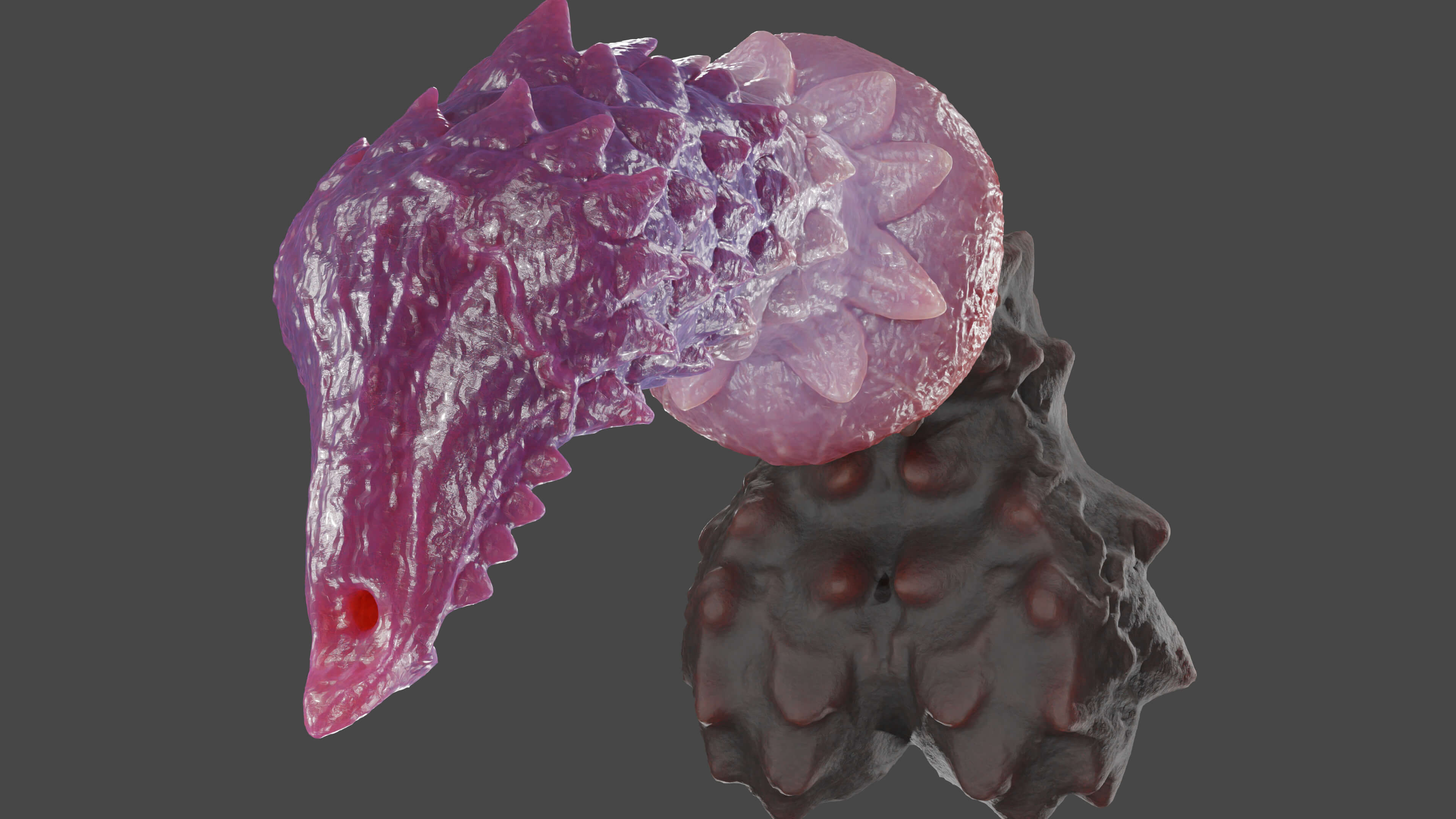 Spinnas Fantasy Furry Dildo Rigged - 3D Model by TriDsign