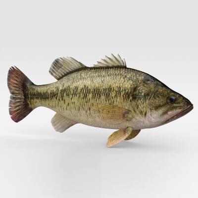 3D Models | Fish | Fish | RenderHub