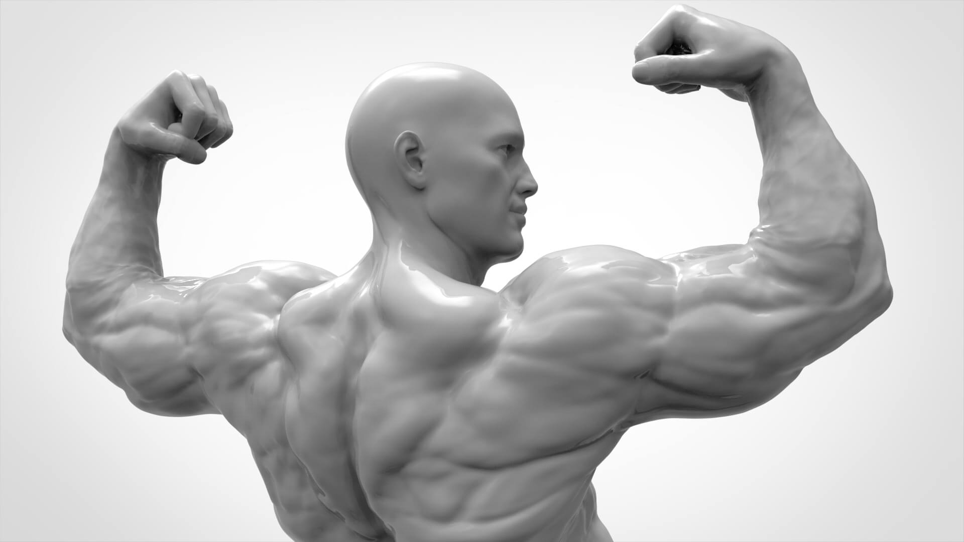 Bodybuilder Pose - Anatomy 3D Model by Trish