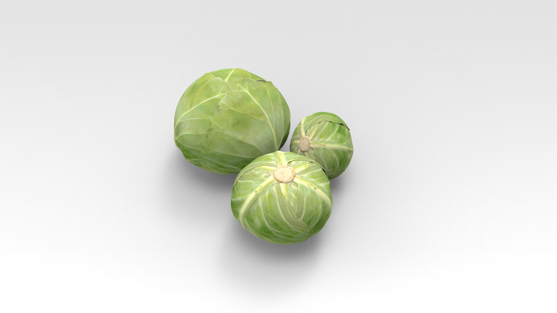 Cabbage - Vegetable 3D Model by Trish