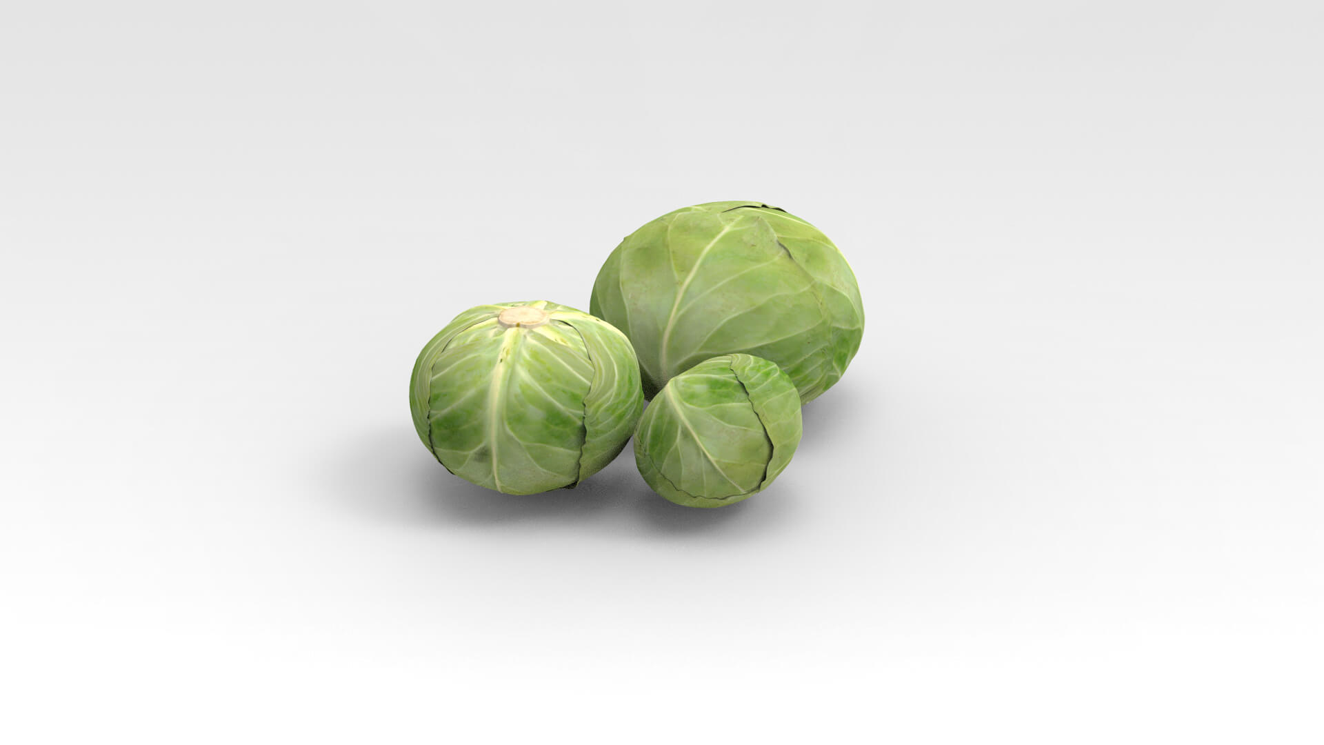 Cabbage - Vegetable 3D Model by Trish